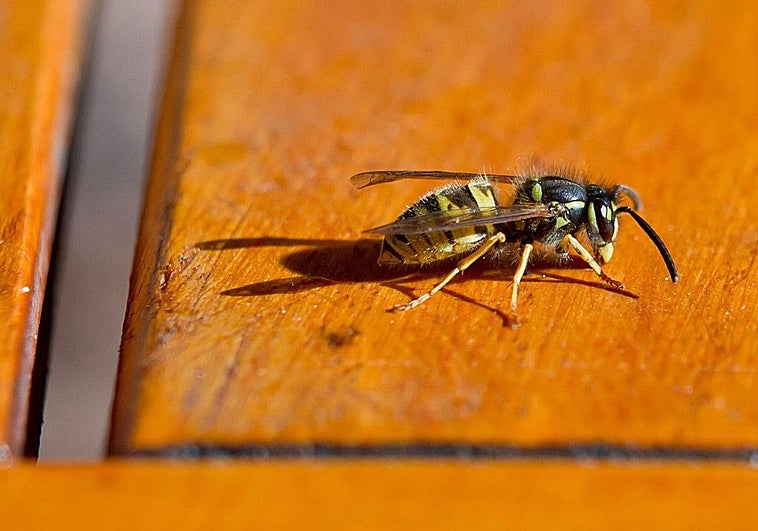 Lydia onic bokep both chicks were super good to me with